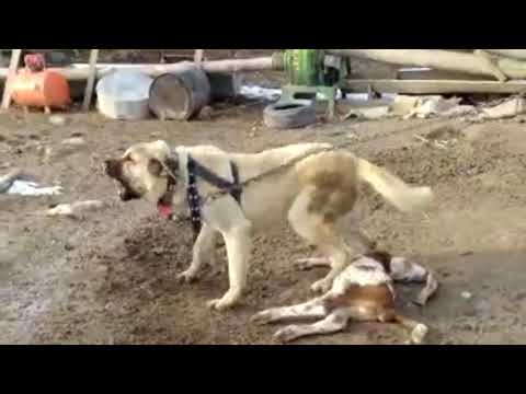 Köpek Sesi,Kangal Köpek Sesi- dog sound