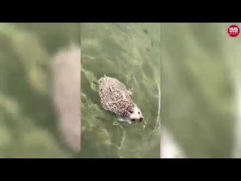 Het jy geweet ’n krimpvarkie kan swem? - YouTube