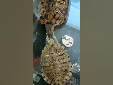 Turtle slapping another turtle gently - YouTube