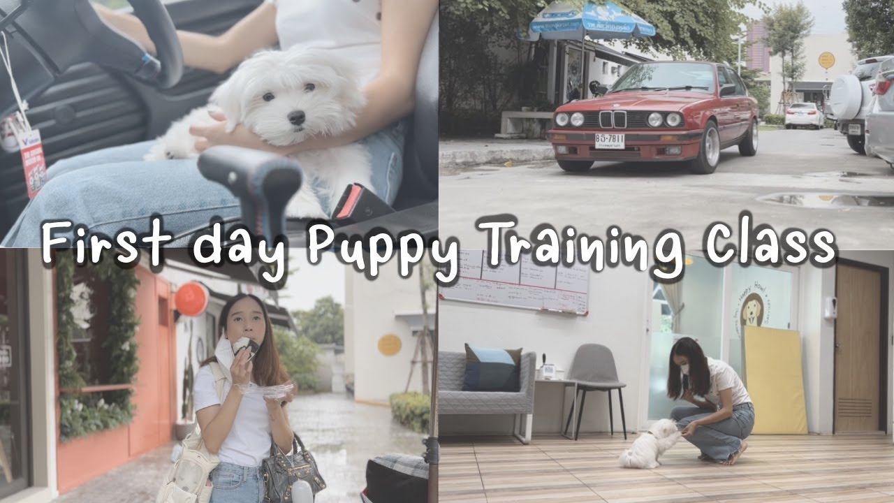 First day Puppy Training Class - YouTube