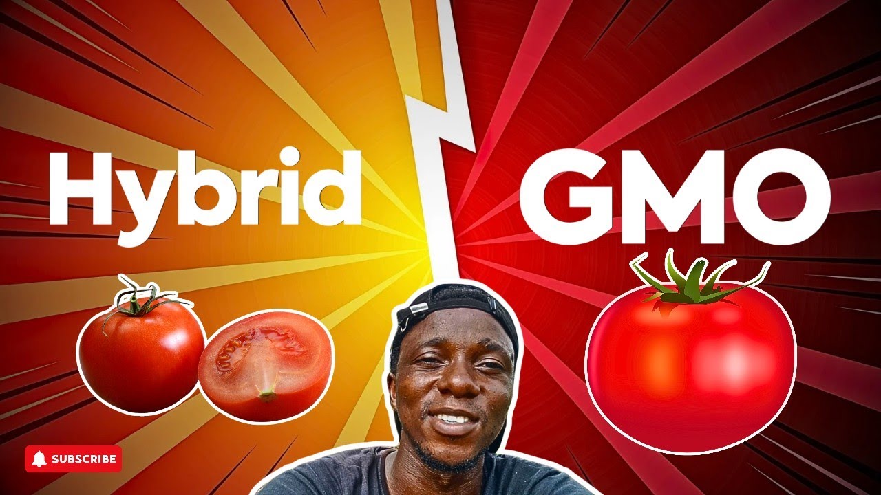 HYBRID vs GMO: The Real Difference Farmers Must Know | Simple Breakdown ...