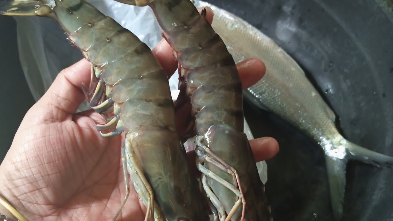 LUKON / BIG SHRIMP / MUKBANG WITH EDZ PARAMI - YouTube