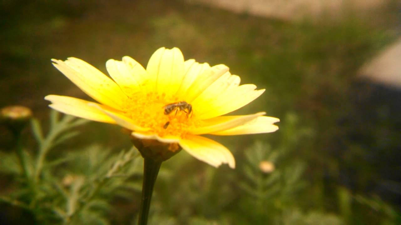 Flower cinematic video - YouTube