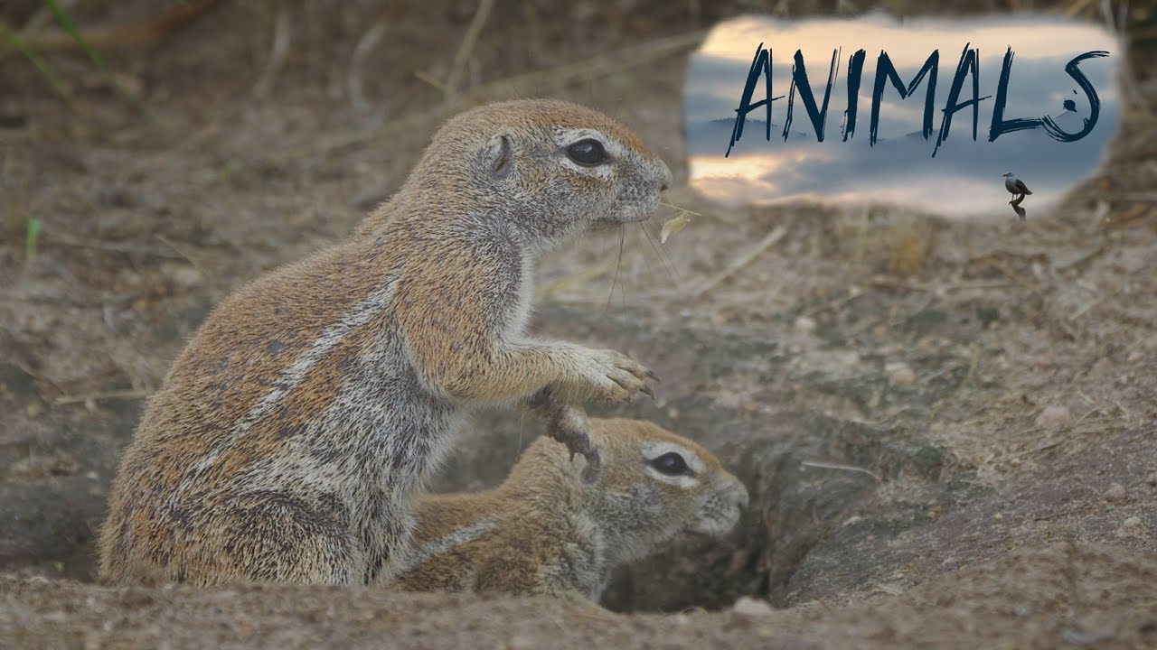 The South African gopher in the wild.Animals Of The World.Domestic and ...