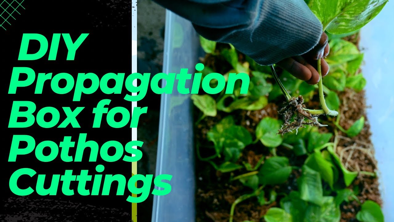 DIY Pothos Propagation Box: Simple Steps for Successful Cuttings - YouTube