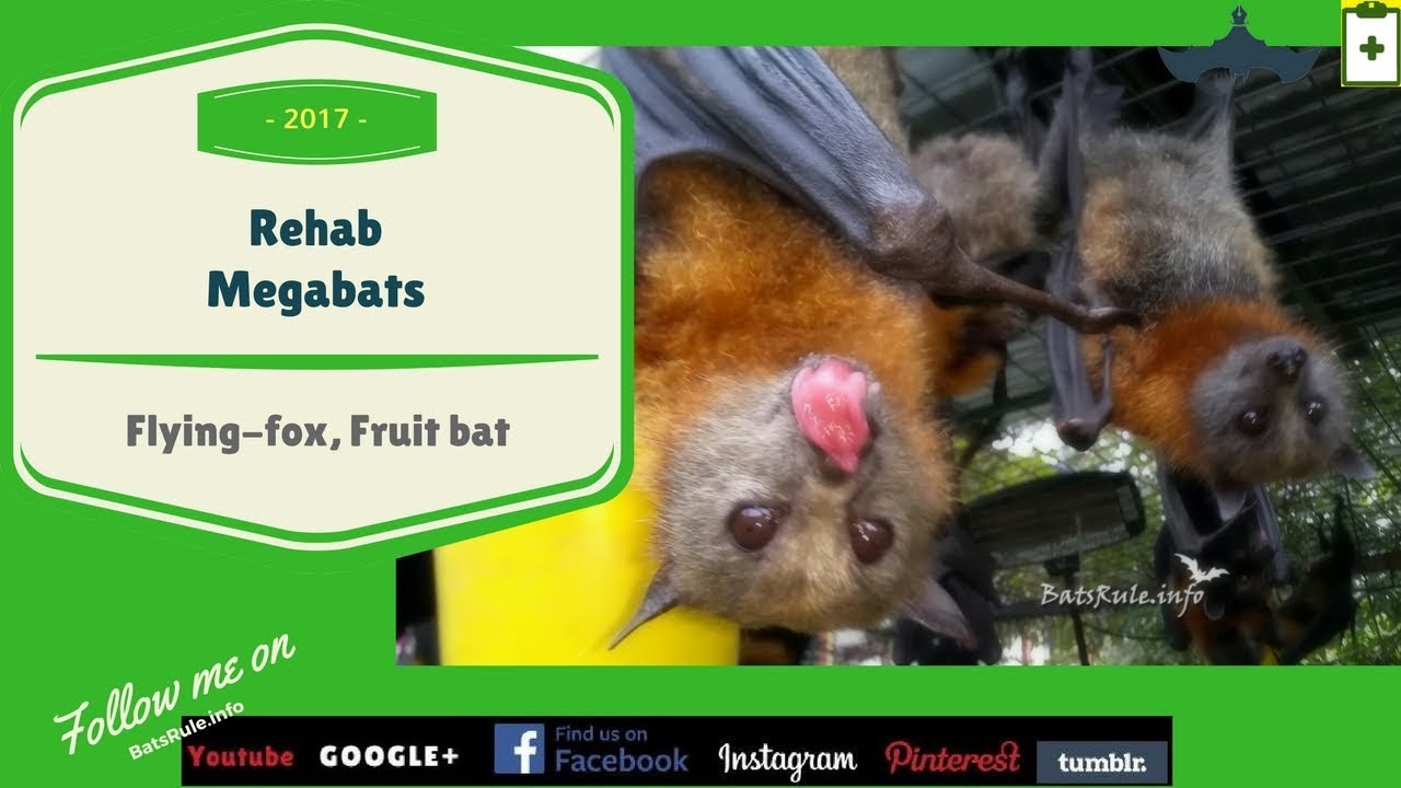 Rehab | Megabats rescued in care eating, Flying-fox, Fruit bat - YouTube