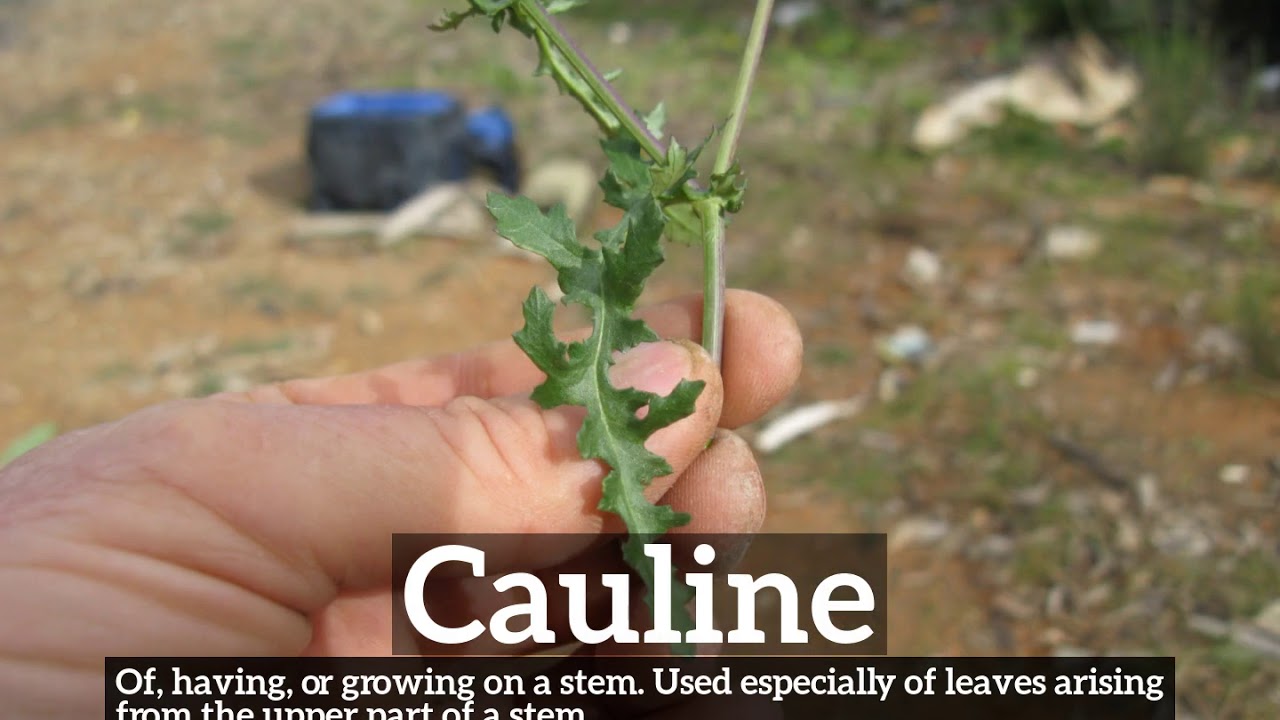 How to Say Cauline in English? | What is Cauline? | How Does Cauline ...