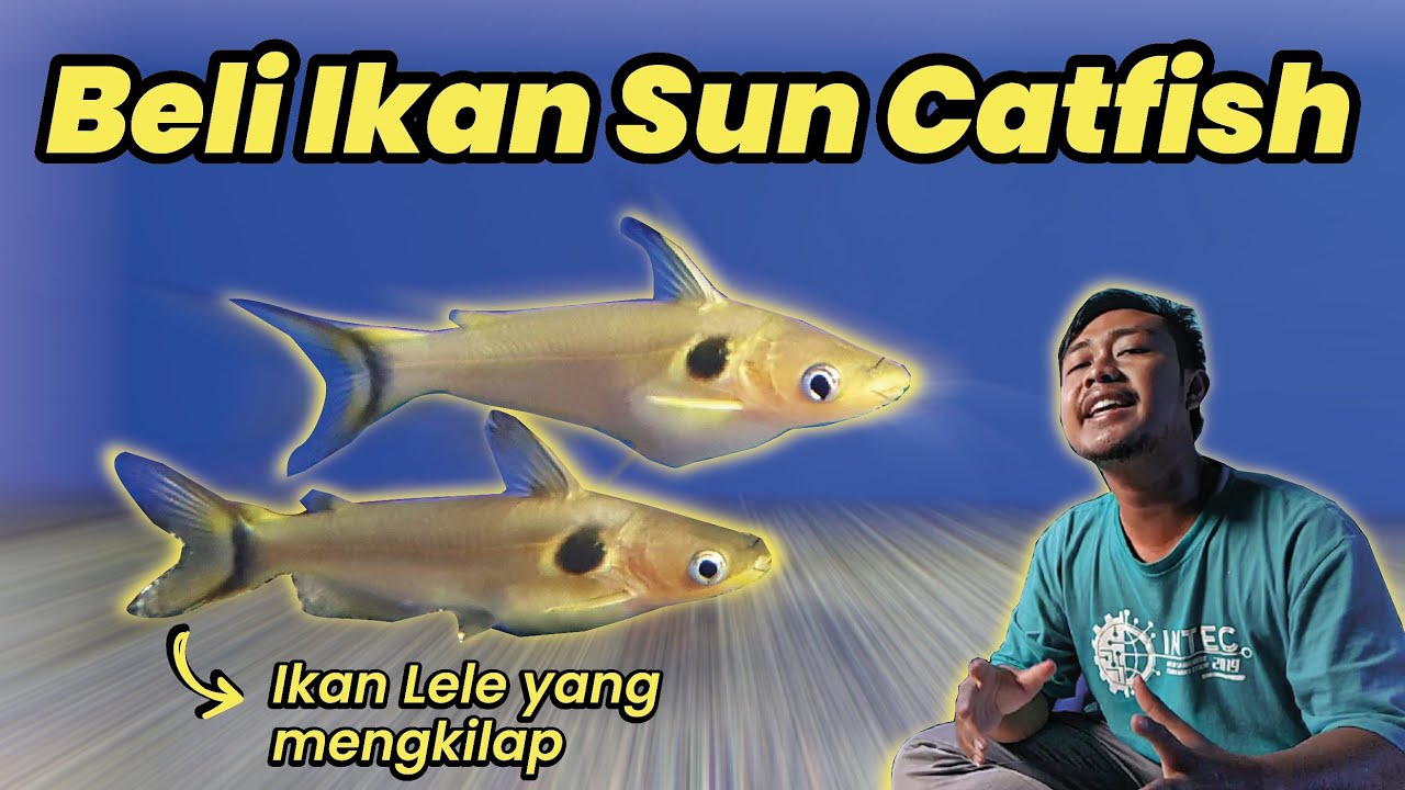 BELI IKAN BARU YANG UNIK | Ikan Sun Catfish, Ikan Lele yang mengkilap ...