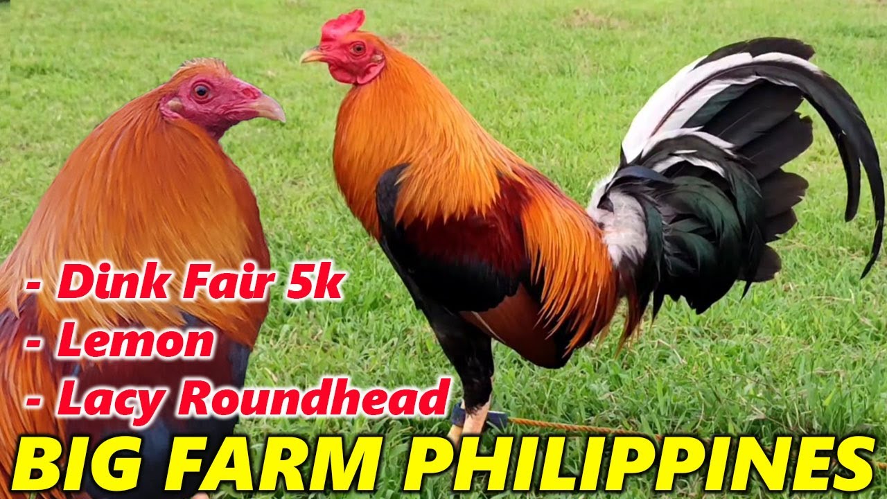 Lemon Dink Fair 5k Sweater Lacy Roundhead - JUB FARM ILOILO PHILIPPINES ...