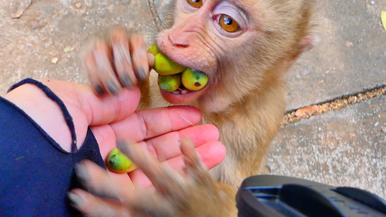 Long time no see my idol..! SARO monkey also misses the humans, he ...