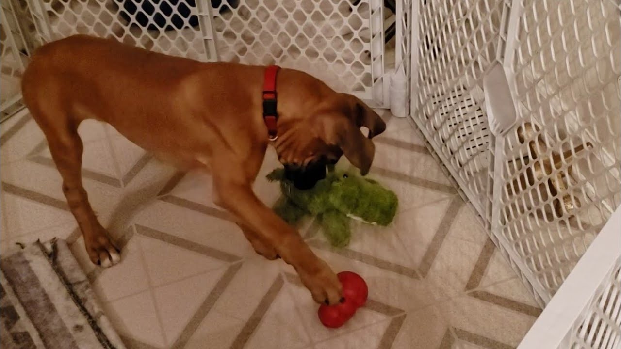 Boxer puppy Gizmo gets a new kong toy - YouTube