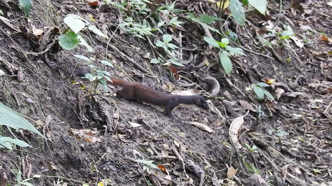 Long tailed Weasel Mustela frenata Comadreja de Cola Larga, mamíferos ...