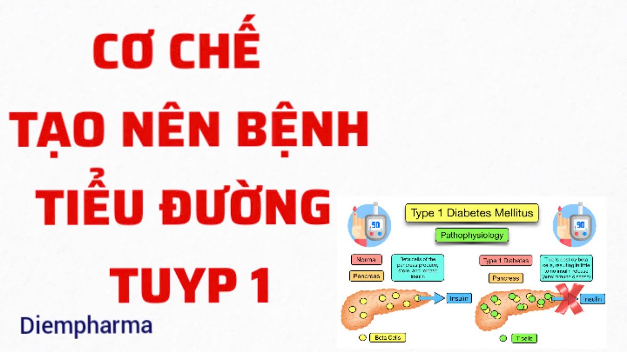 CƠ CHẾ BỆNH TIỂU ĐƯỜNG TUYP 1 - YouTube