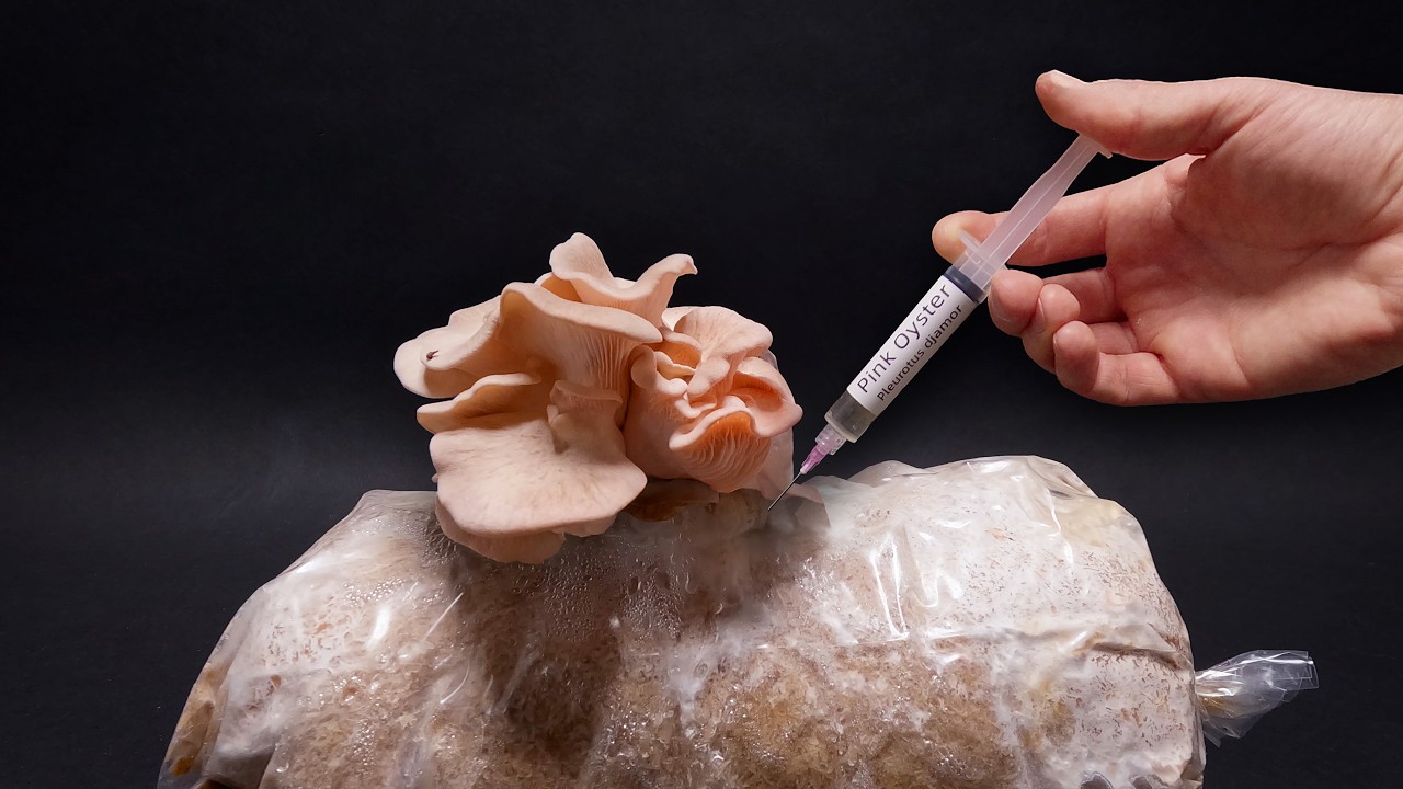 Injecting mushrooms in a bag (44 day timelapse) - YouTube