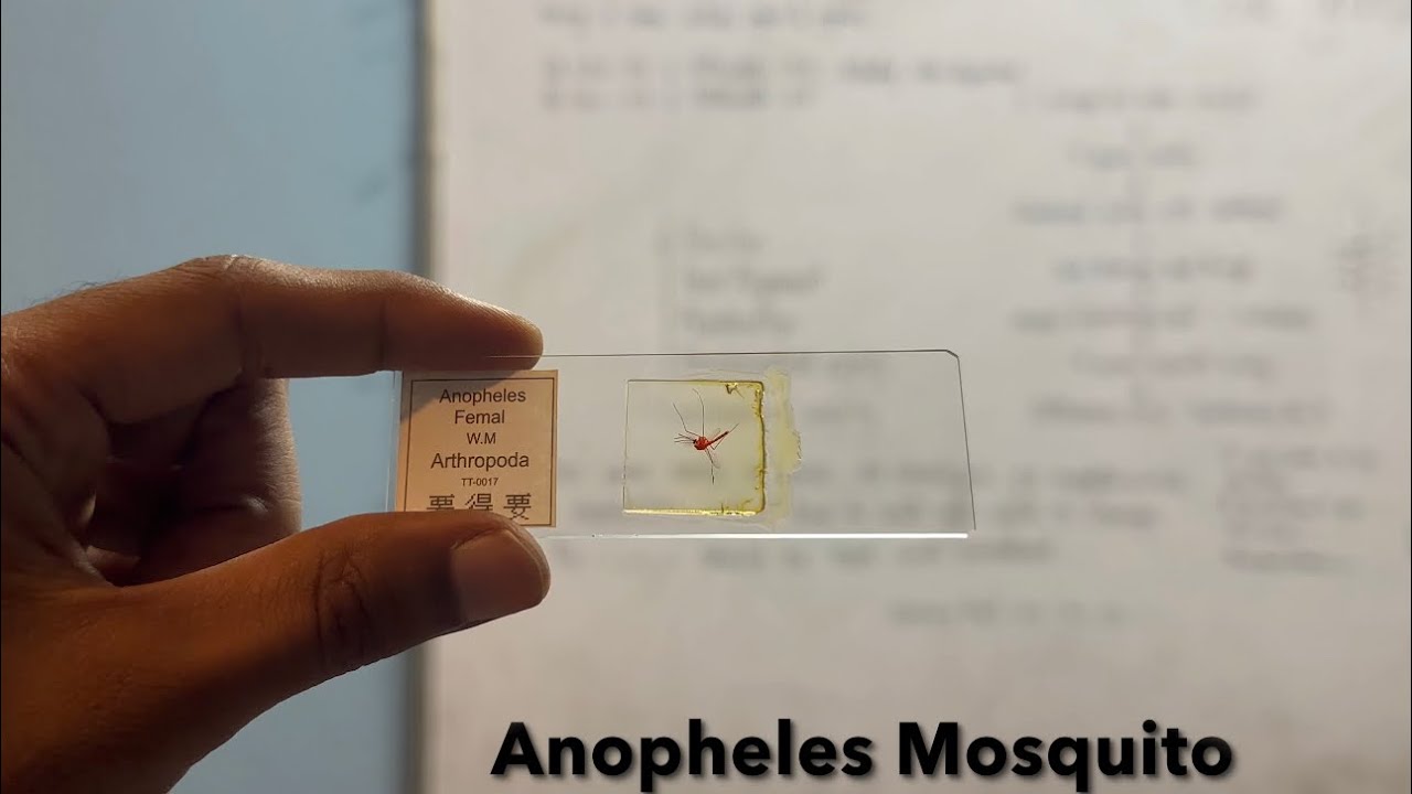 Anopheles Mosquito 🦟 Under the Microscope 🔬 - YouTube