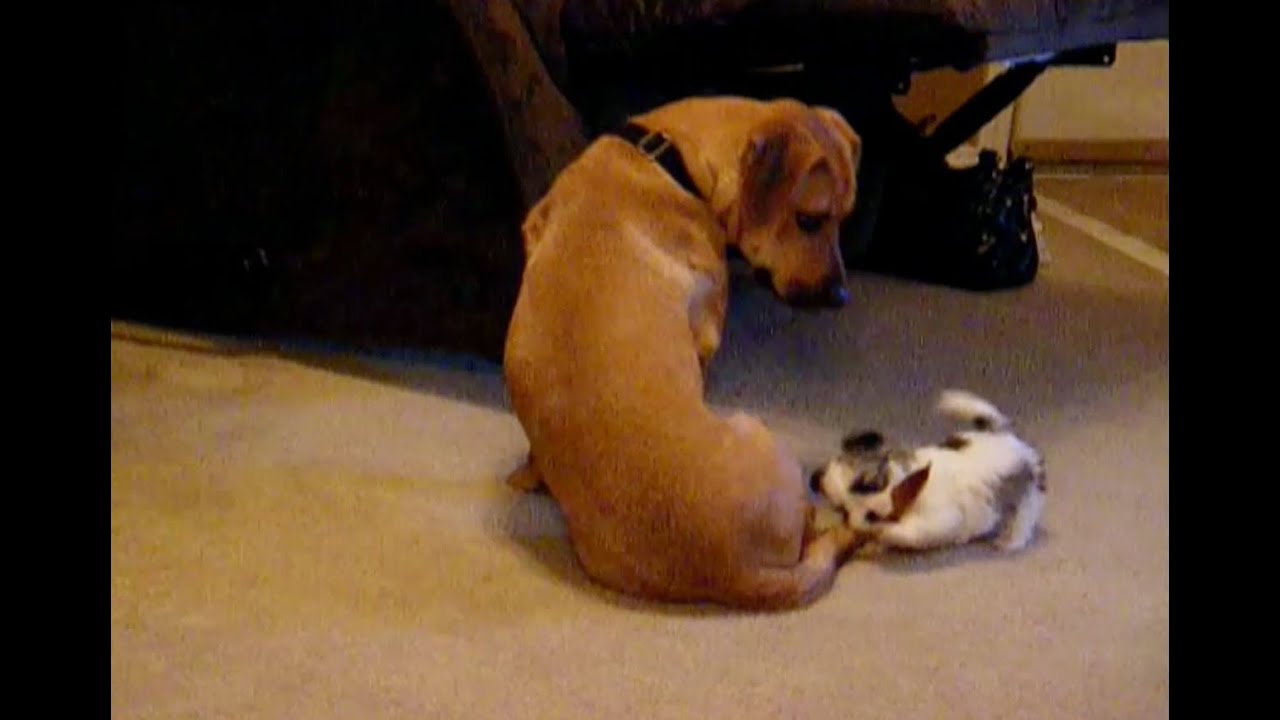 Cute Puppy Chases Tail - YouTube