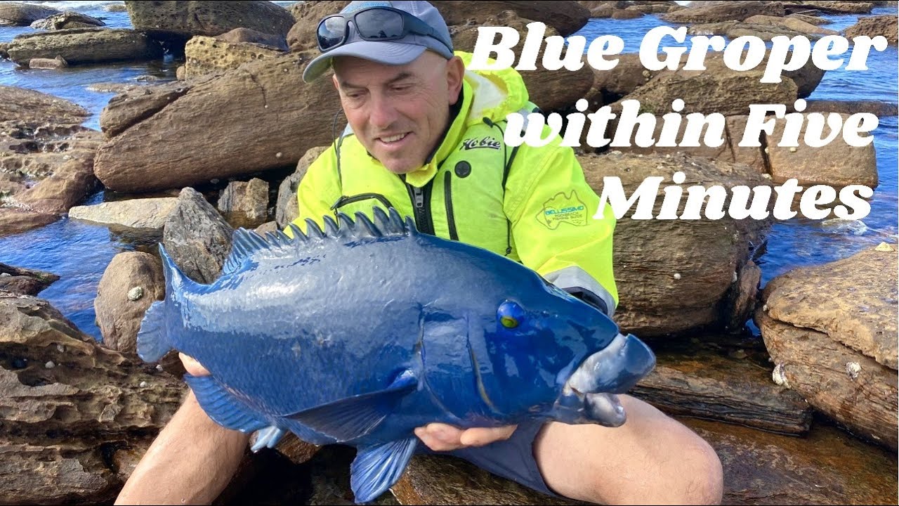 Blue Groper within Five Minutes - YouTube