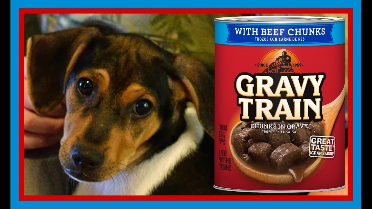 Gravy Train with Beef Chunks Mukbang with Eating Sounds | The Barkers ...