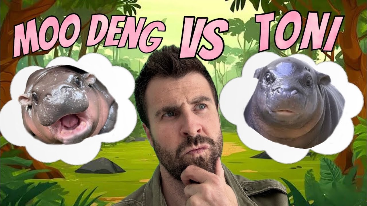 Moo Deng VS Toni! Who’s Cuter? - YouTube