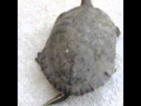 Fastest Turtle Ever - YouTube