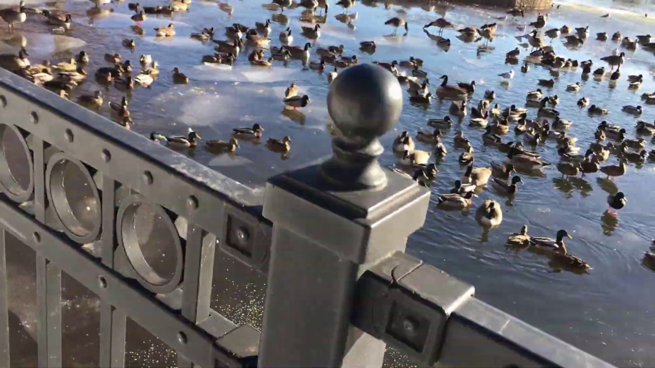 Feeding Ducks Oats in the Winter at the Park - YouTube