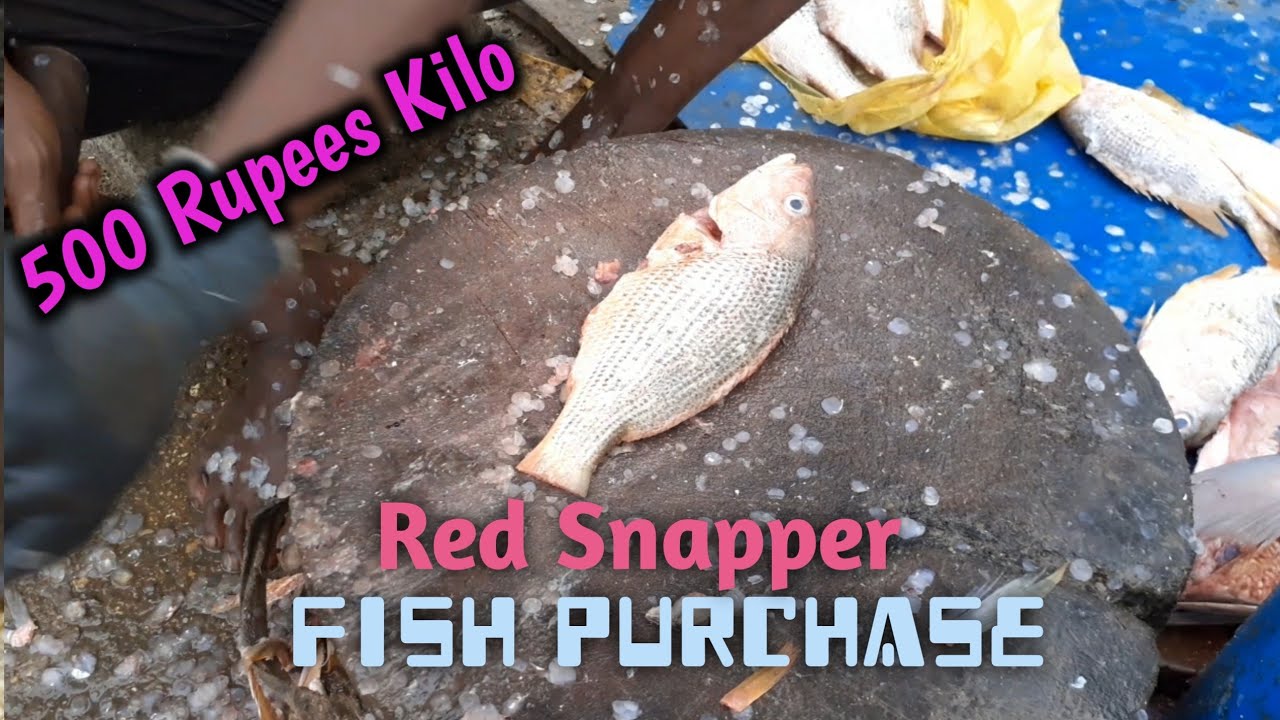 Fish Video | Heera Fish Purchase 500 Kilo | Karachi Fishery Market ...