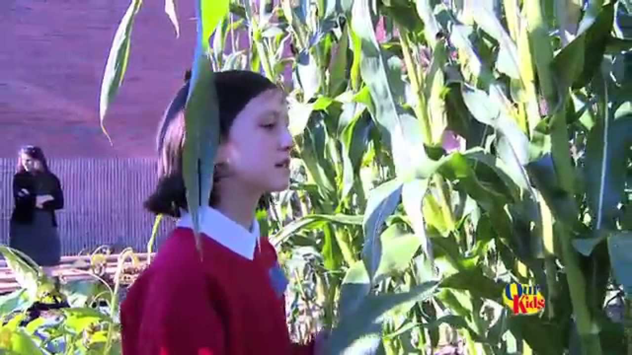 Hartstern Elementary -- Commonwealth Garden - YouTube