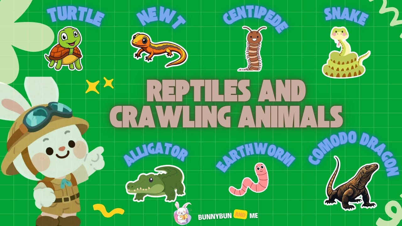Reptiles and Crawling Animals | Learn 25 Reptiles & Crawling Animals in ...