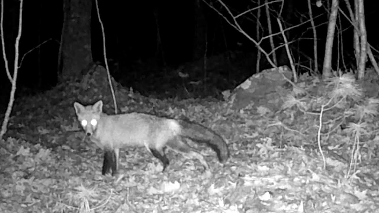 Trail Cam November 2023-Foxes - YouTube