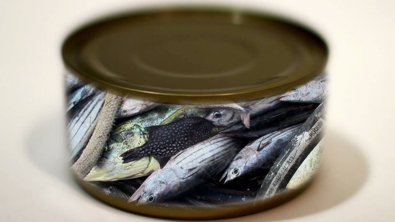 Canned Turtle? - YouTube