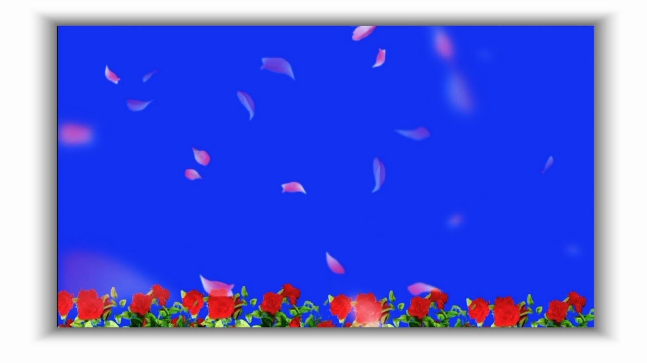🥀Falling Rose Petals Blue Screen /Flower Garden Background Video ...