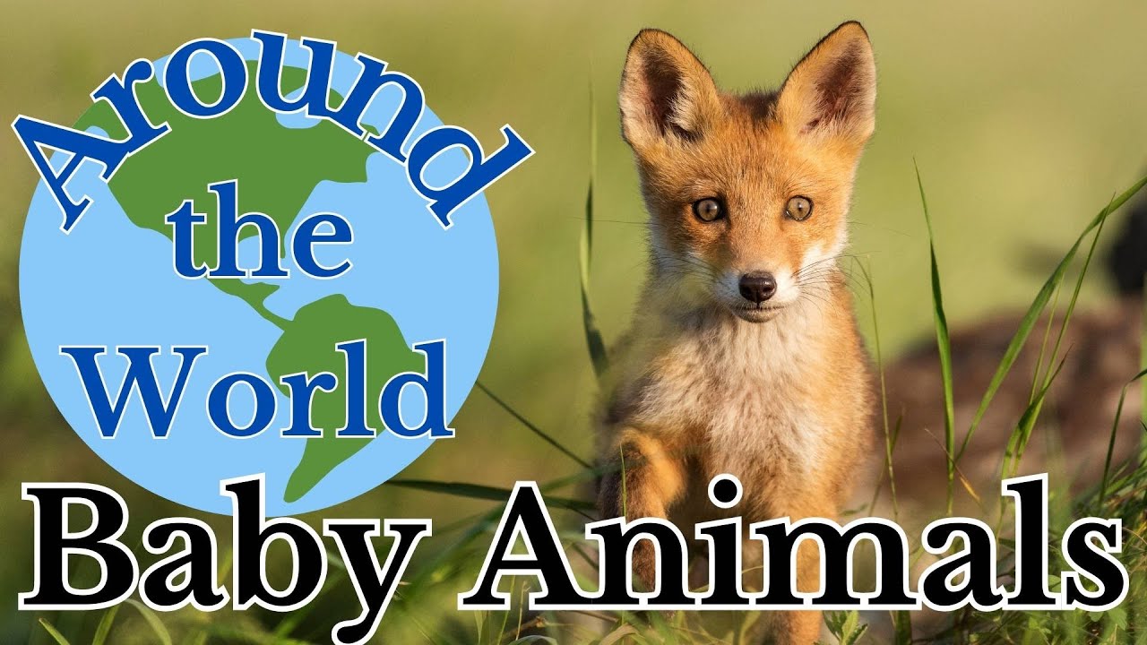 Around the World | Baby ANIMALS @happybimbi - YouTube