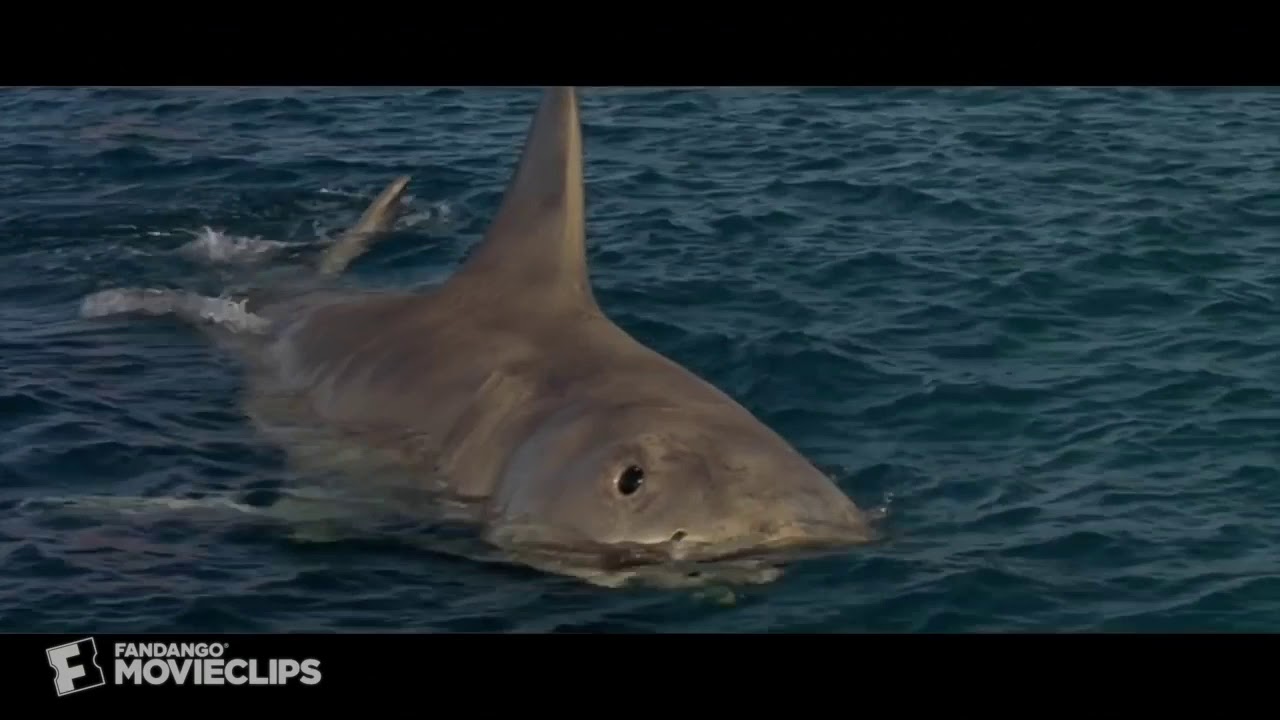 Jaws Is Baby Shark YouTube jaws-is-baby-shark-youtube