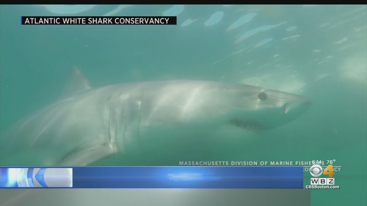 New Technology Will Help Officials Track Sharks On Cape Cod - YouTube
