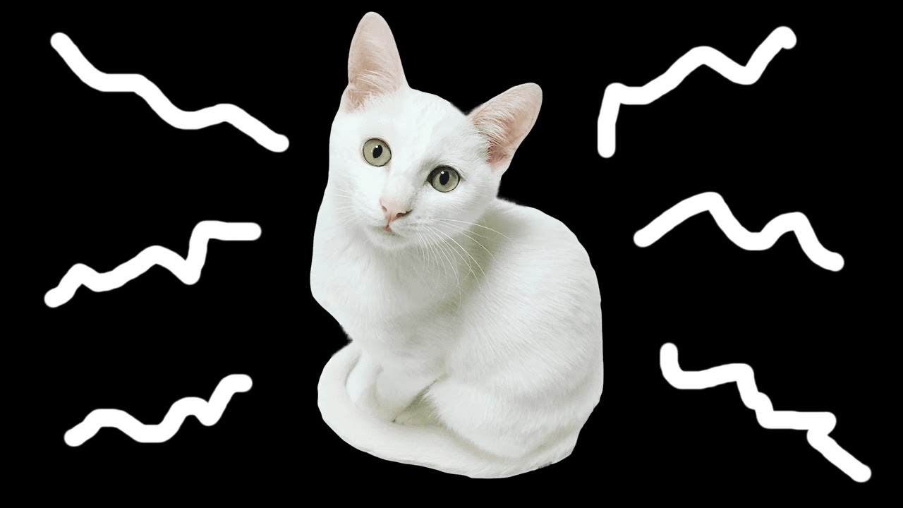 10 unique cat purring sounds in 40 seconds - YouTube