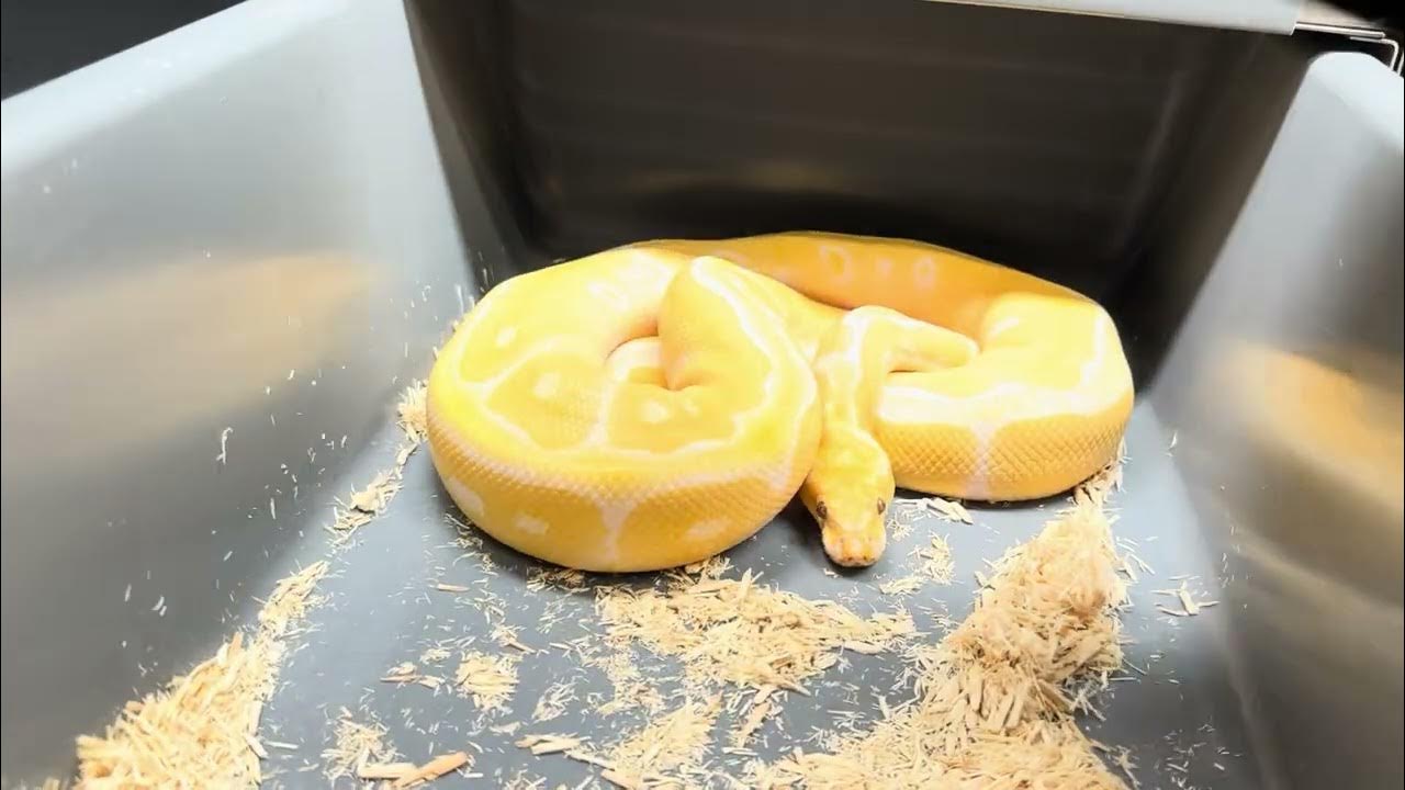 GRAIL BALL PYTHON PROJECT LINEUP !!! Lavender albino, clowns het ...