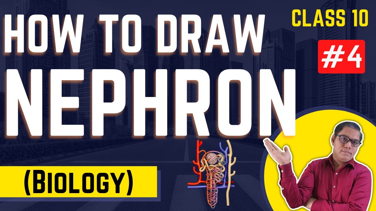ICSE class 10 biology important diagrams | How to draw diagrams biology ...