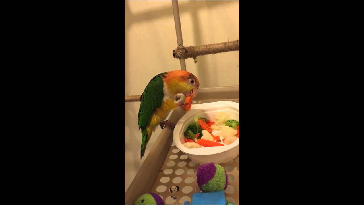 White Bellied Caique eating - YouTube