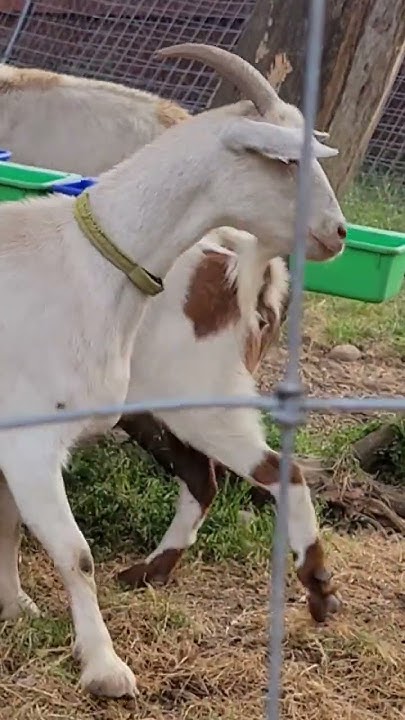 goat snacks #goats #goatlife #farmlifebestlife - YouTube