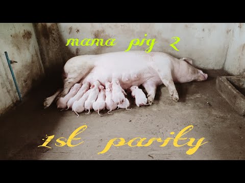 1st parity mama pig 2....9 alive 1 still birth 0 mummified...thanks g ...