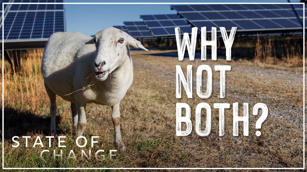 How sheep make solar energy production easier | State of Change: Solar ...