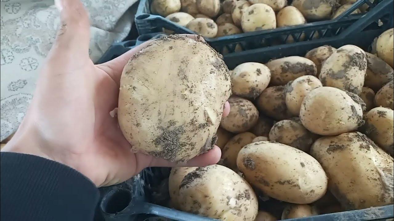 Молодая Крупная Картошка На Рынок Великие Копани - YouTube