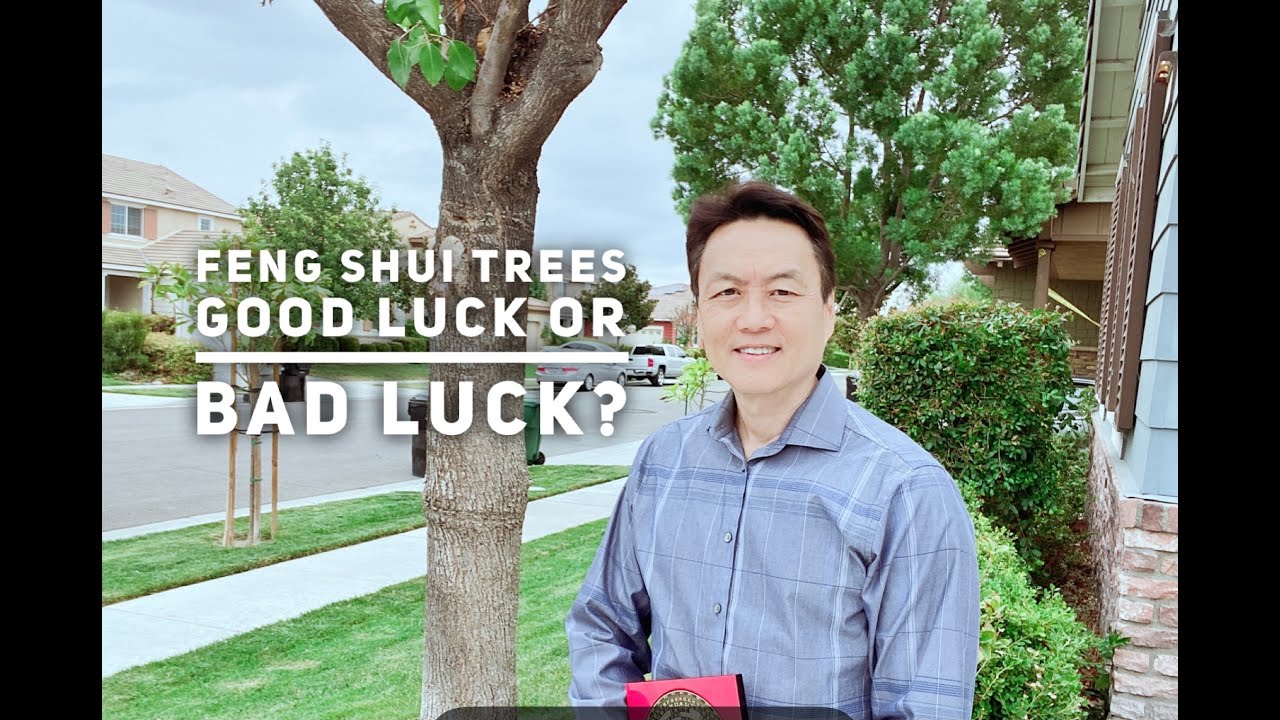 Feng shui Master Roger Lan- Know your trees, they could bring you bad ...