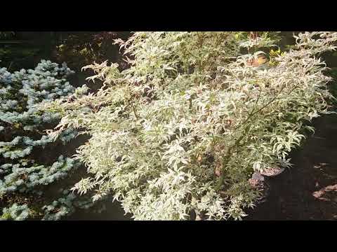 JAPANESE MAPLE 'UKIGUMO' IN SUN - WATCH MORE @amazingmaples BEST CONTAINER GARDENING