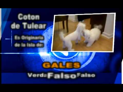 Programa Vida de Perros Raza Coton de Tulear - YouTube