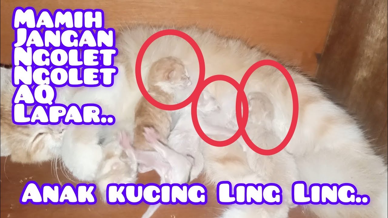 Kucing manja itu melahirkan tiga ekor anak kucing. - YouTube