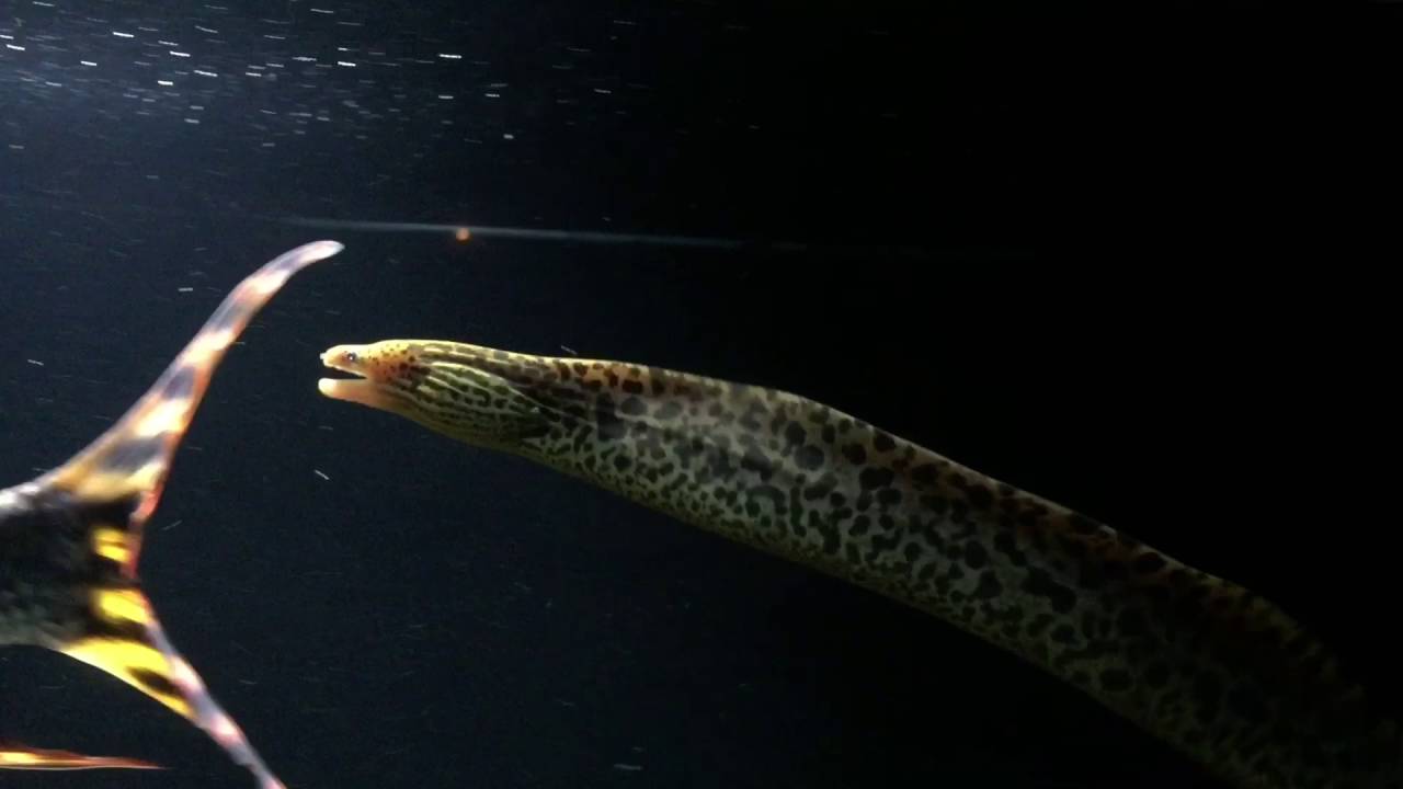 Gymnothorax Polyuranodon - YouTube