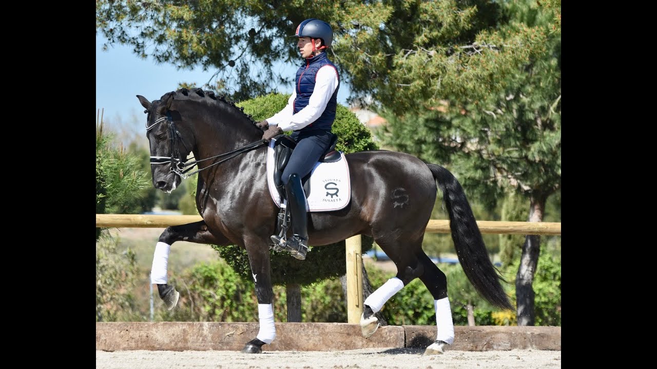 Black Dressage Horses