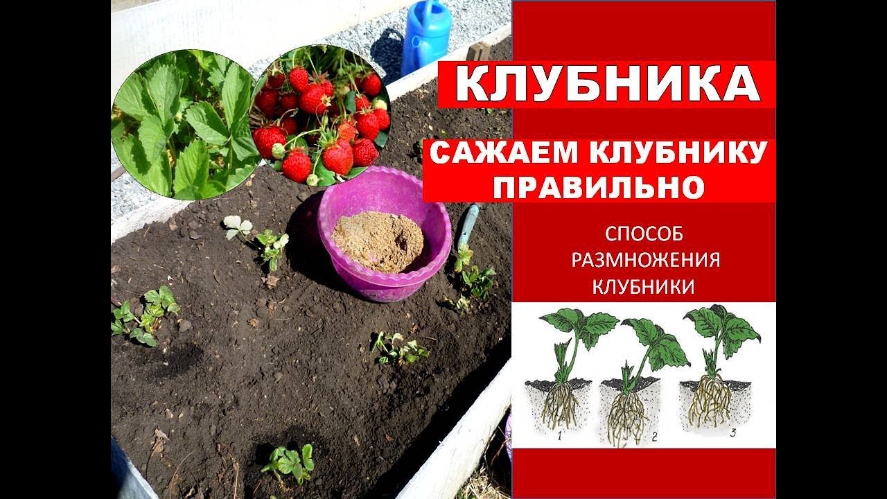 Тонкости посадки клубники 🍓Как Сажать Клубнику Правильно. СПОСОБ ...