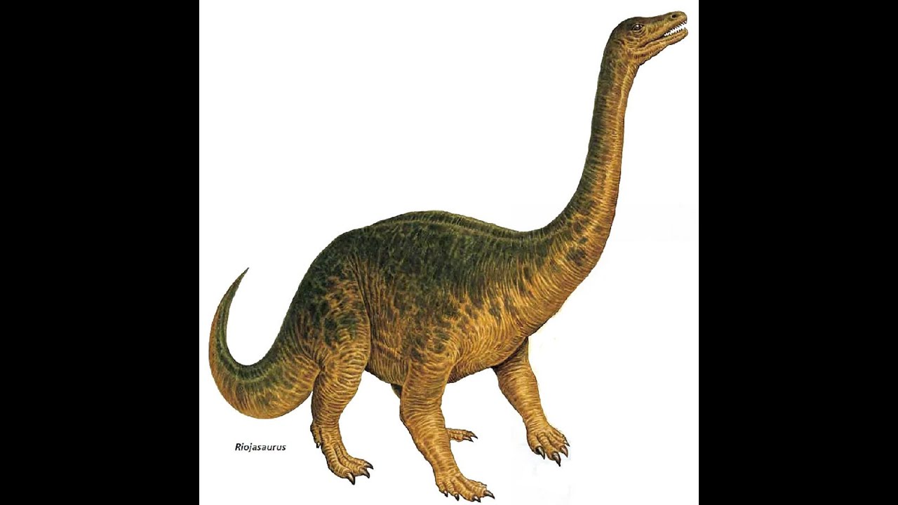 Riojasaurus Learning #dinosaur - YouTube